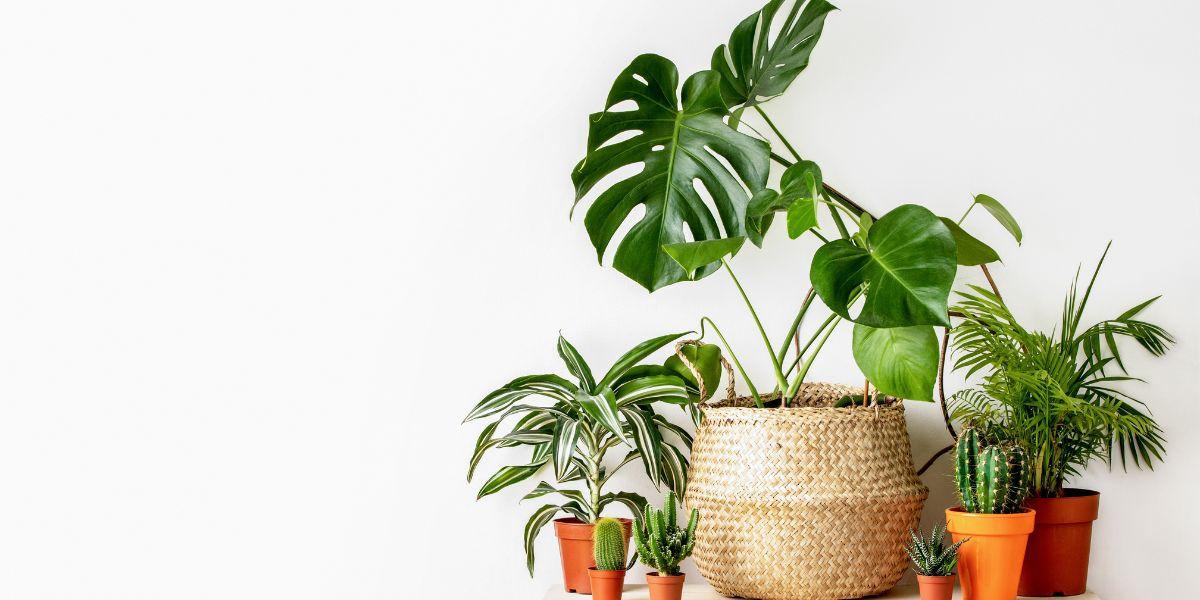 Creating a Holistic Home Environment for Well-Being - Nourish Oasis